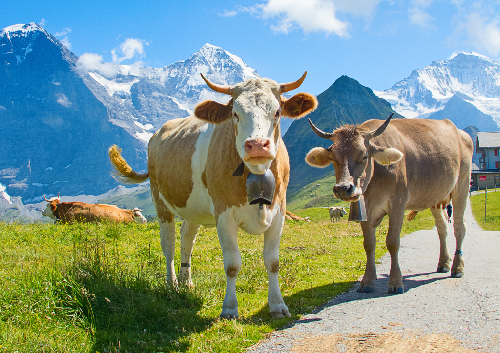 2024: Cheese Festivals & Markets in Switzerland - Swiss Or Miss